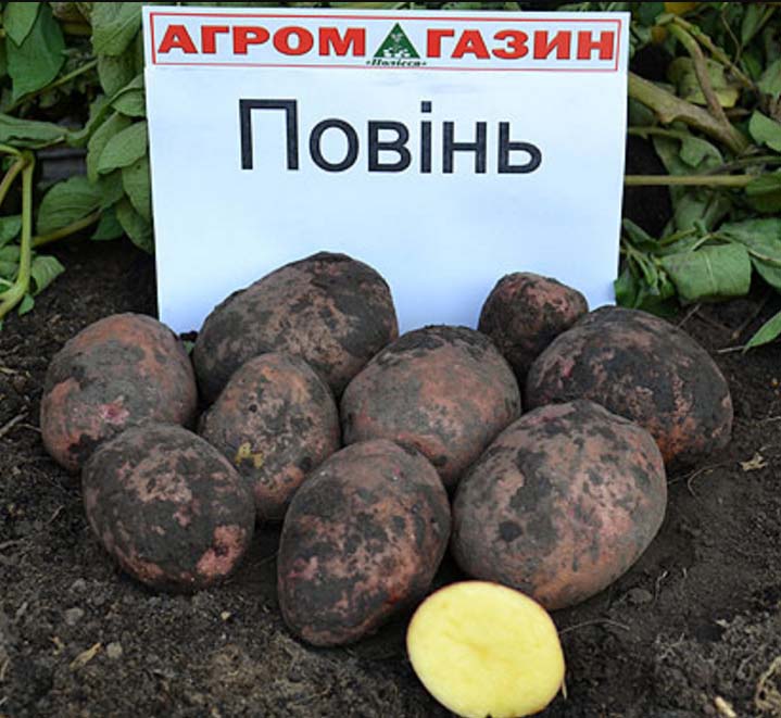 Картофель Повинь | Сорта картофеля